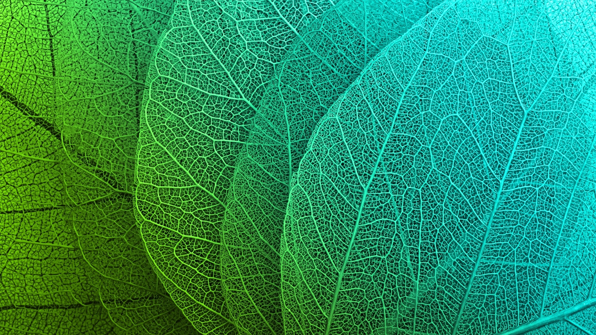 Sustainability Cft Group
