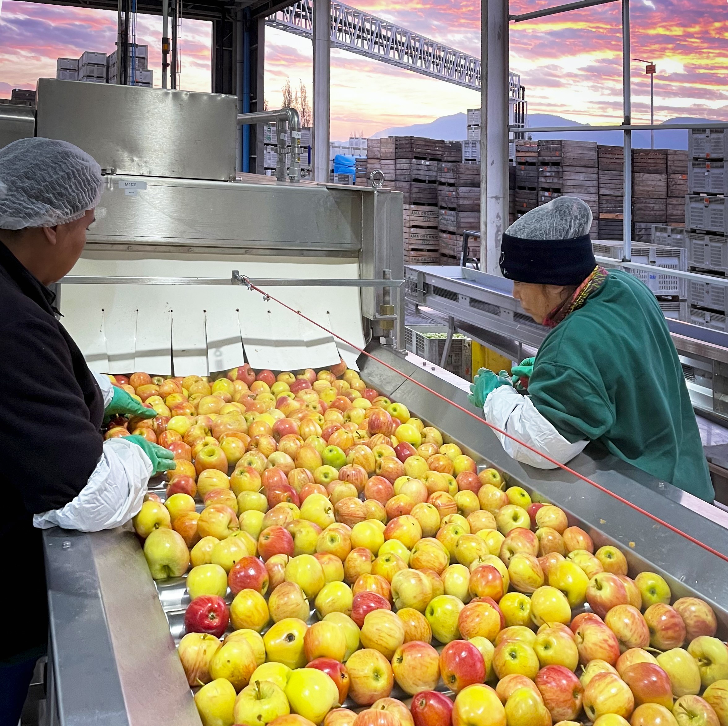 AMA TIME & CFT: PROCESSING LINE FOR ORGANIC FRUITS - CFT Group